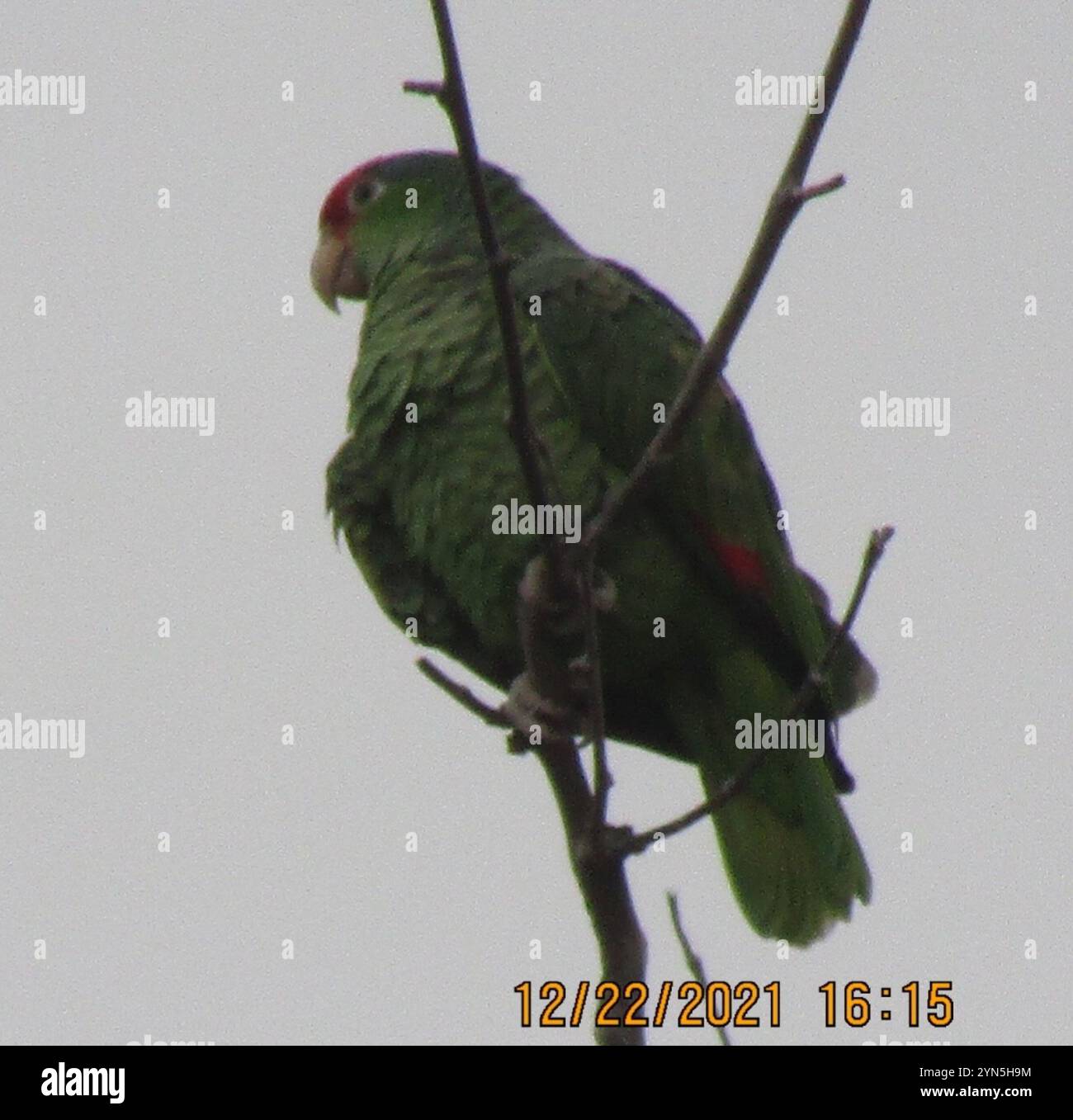 Red-crowned Amazon (Amazona viridigenalis Stock Photo - Alamy