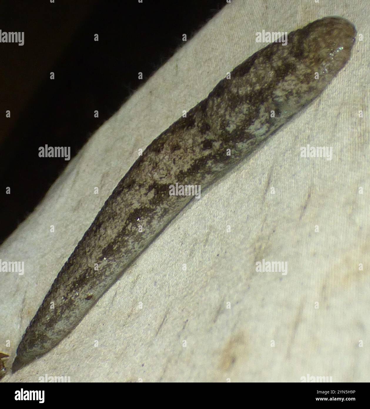 Changeable Mantleslug (Megapallifera mutabilis Stock Photo - Alamy