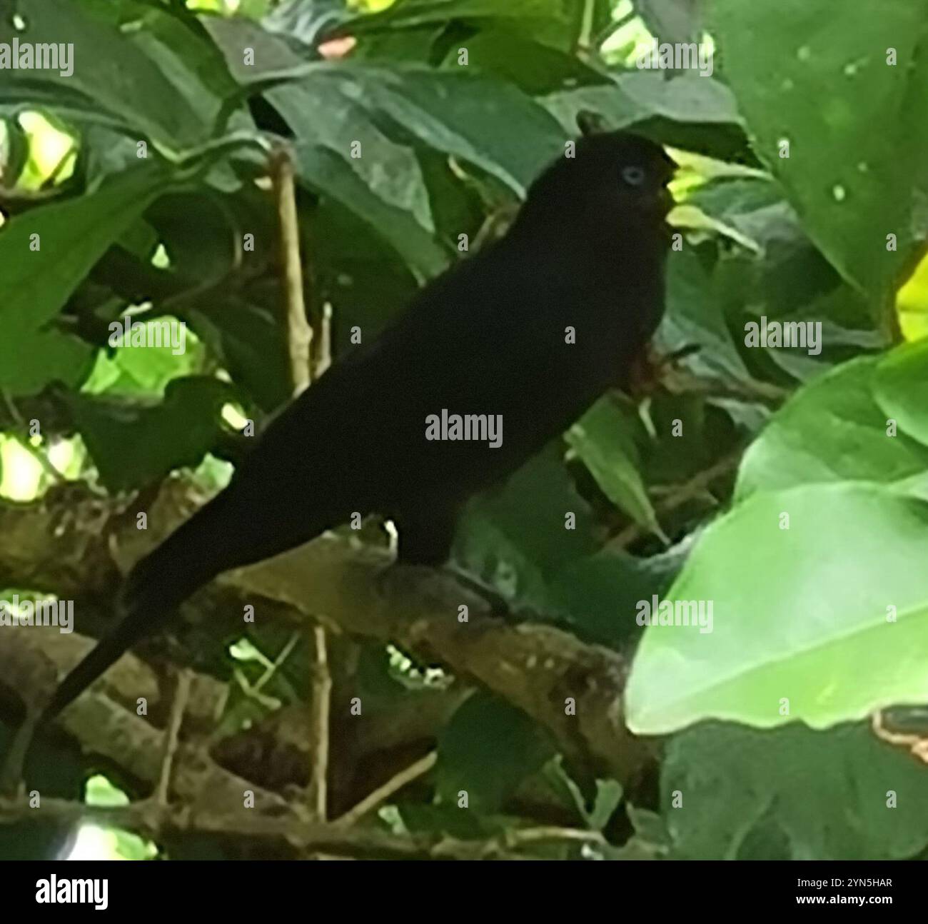 Red-rumped Cacique (Cacicus haemorrhous Stock Photo - Alamy