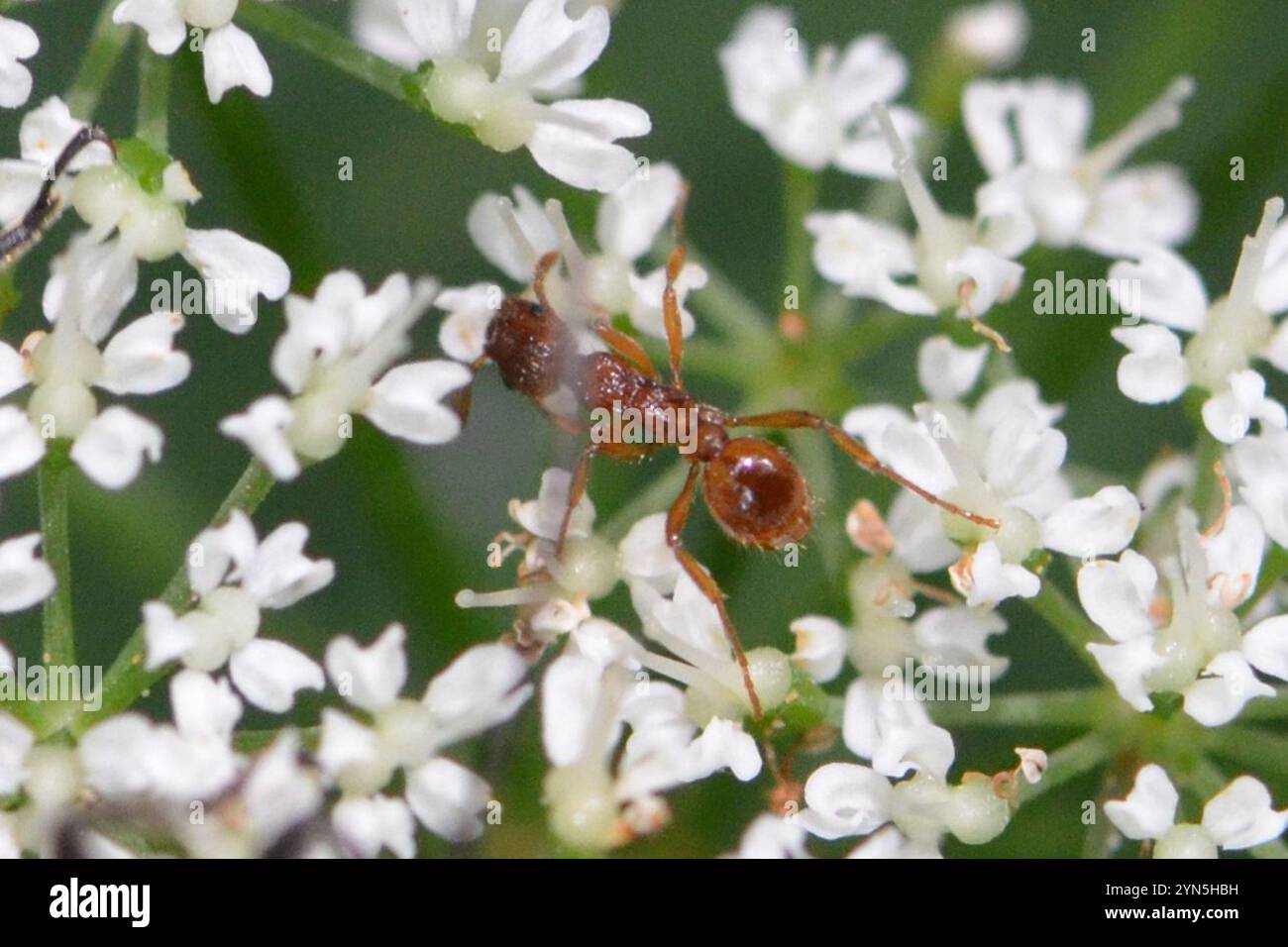 Furrowed Ants (Myrmica Stock Photo - Alamy