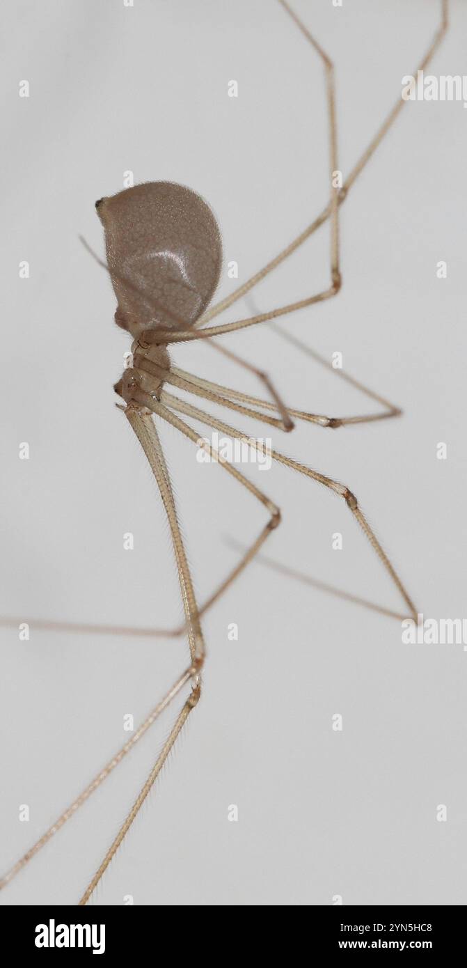 Common Cellar Spiders (Pholcus Stock Photo - Alamy