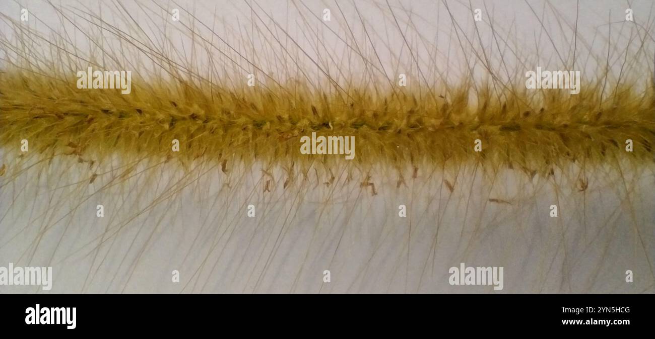 feathery pennisetum (Cenchrus setosus Stock Photo - Alamy