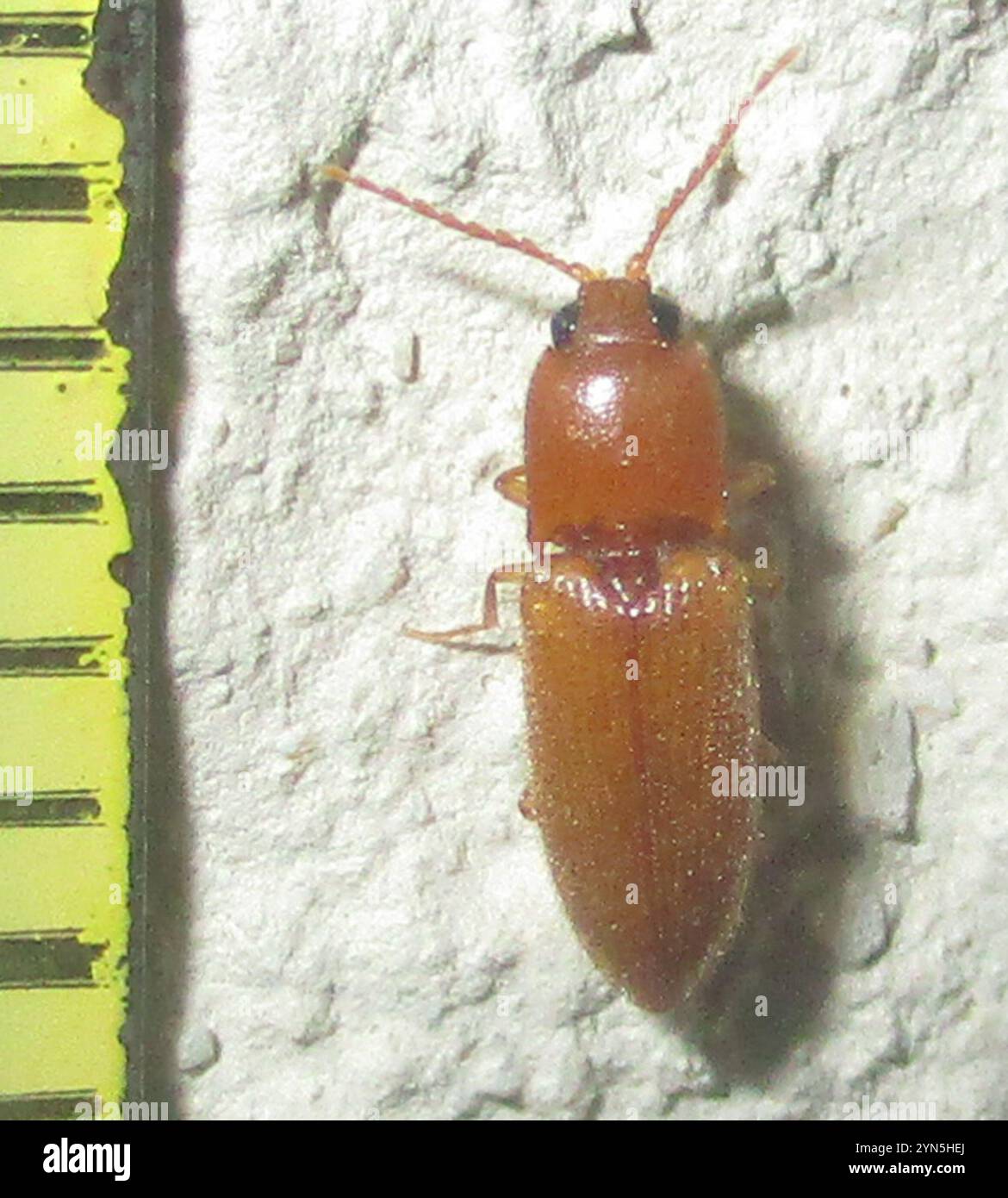 Click Beetles (Elateridae Stock Photo - Alamy