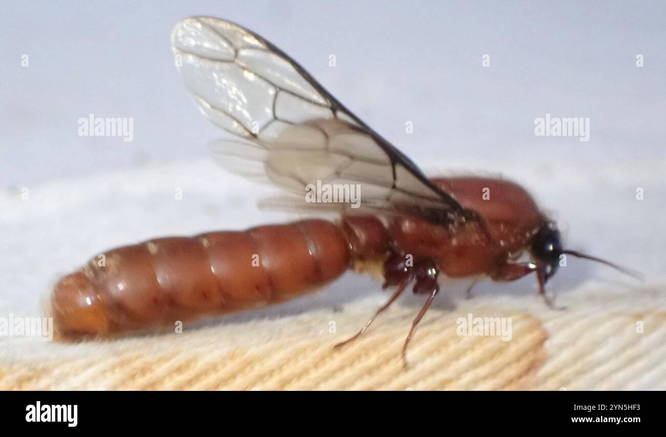 Driver Ants and Allies (Dorylus Stock Photo - Alamy