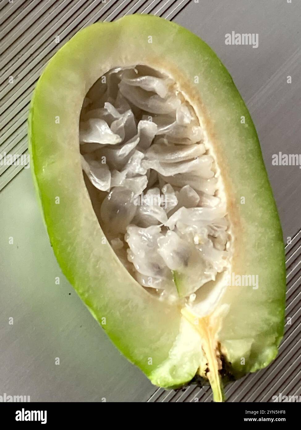 giant granadilla (Passiflora quadrangularis Stock Photo - Alamy