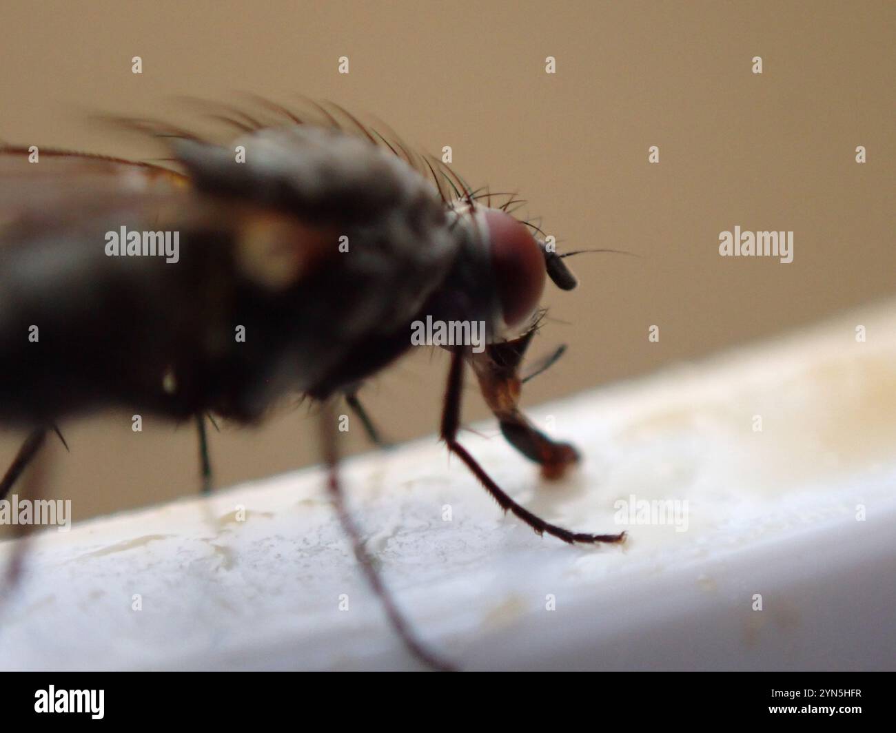 Muscoid Flies (Muscoidea Stock Photo - Alamy