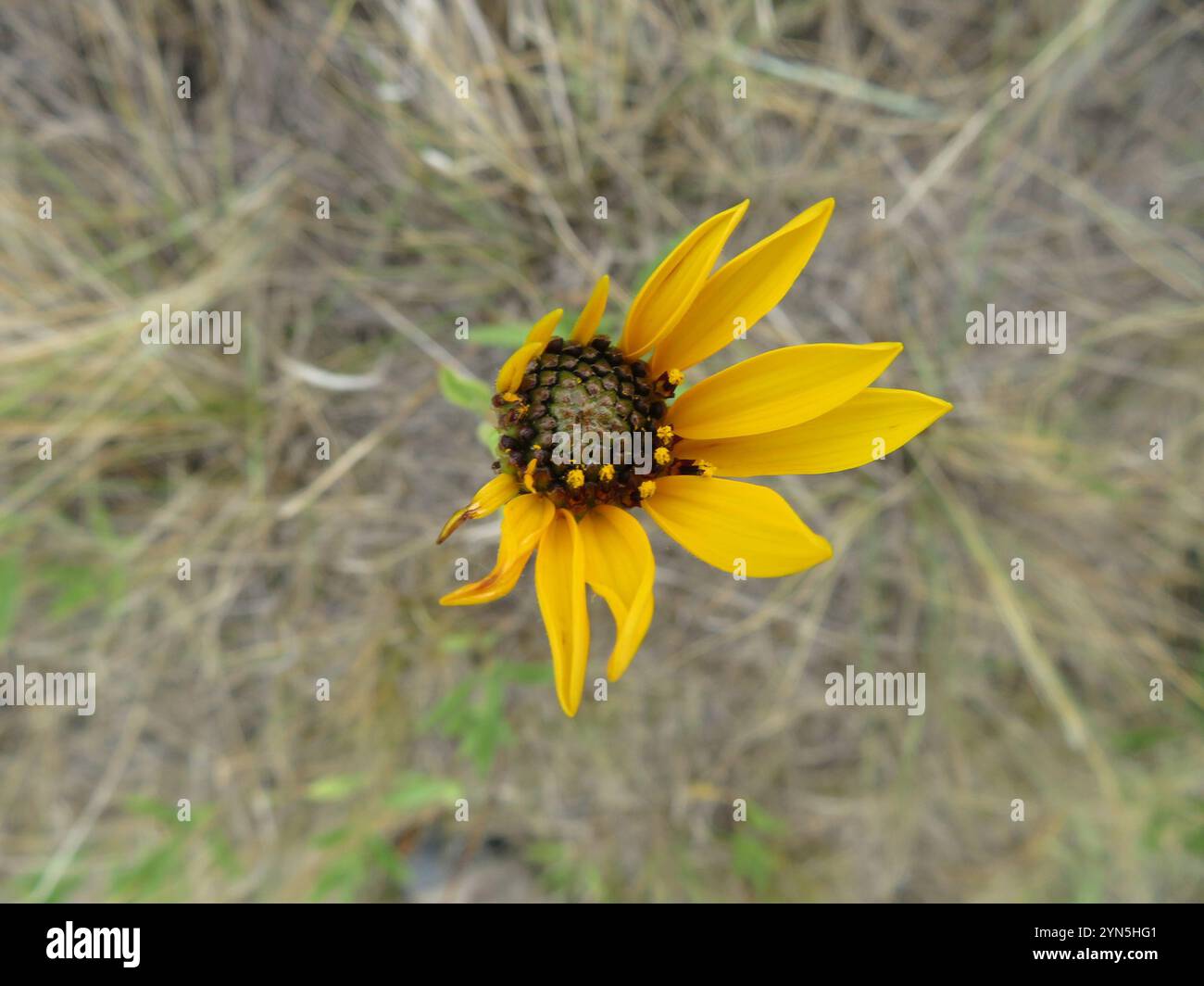 Stiff Sunflower (Helianthus pauciflorus Stock Photo - Alamy
