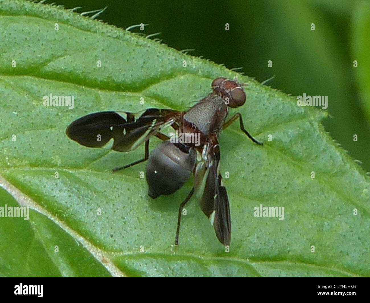 Common Picture-winged Fly (Delphinia picta Stock Photo - Alamy