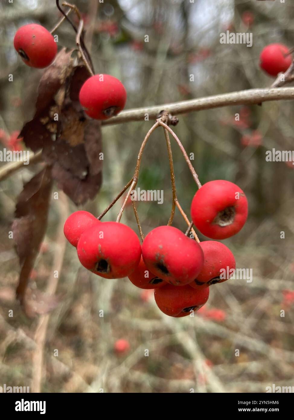 green hawthorn (Crataegus viridis Stock Photo - Alamy