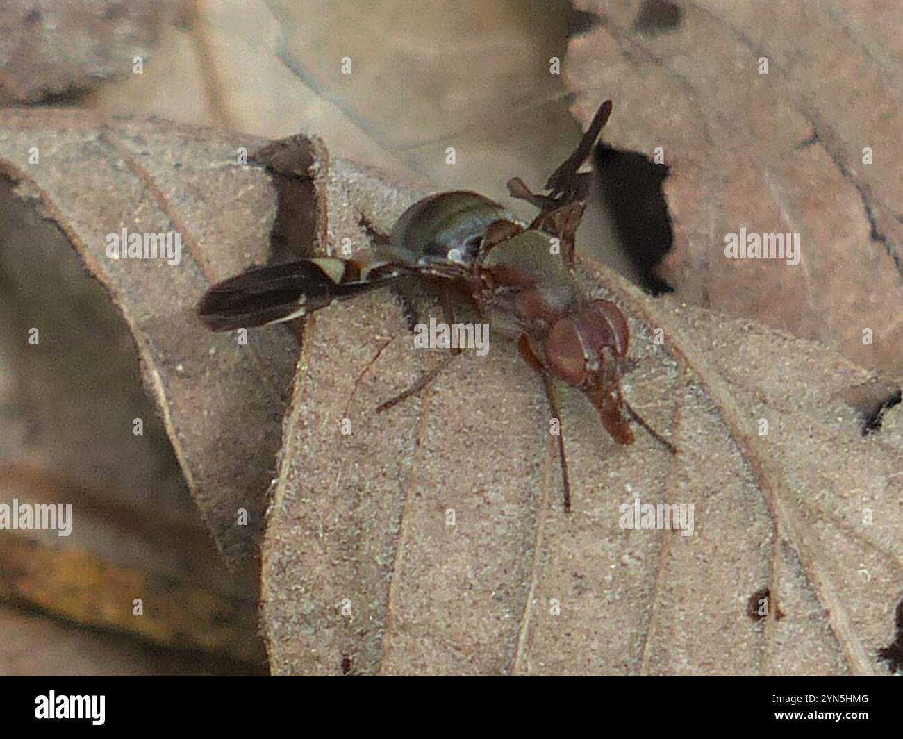 Common Picture-winged Fly (Delphinia picta Stock Photo - Alamy