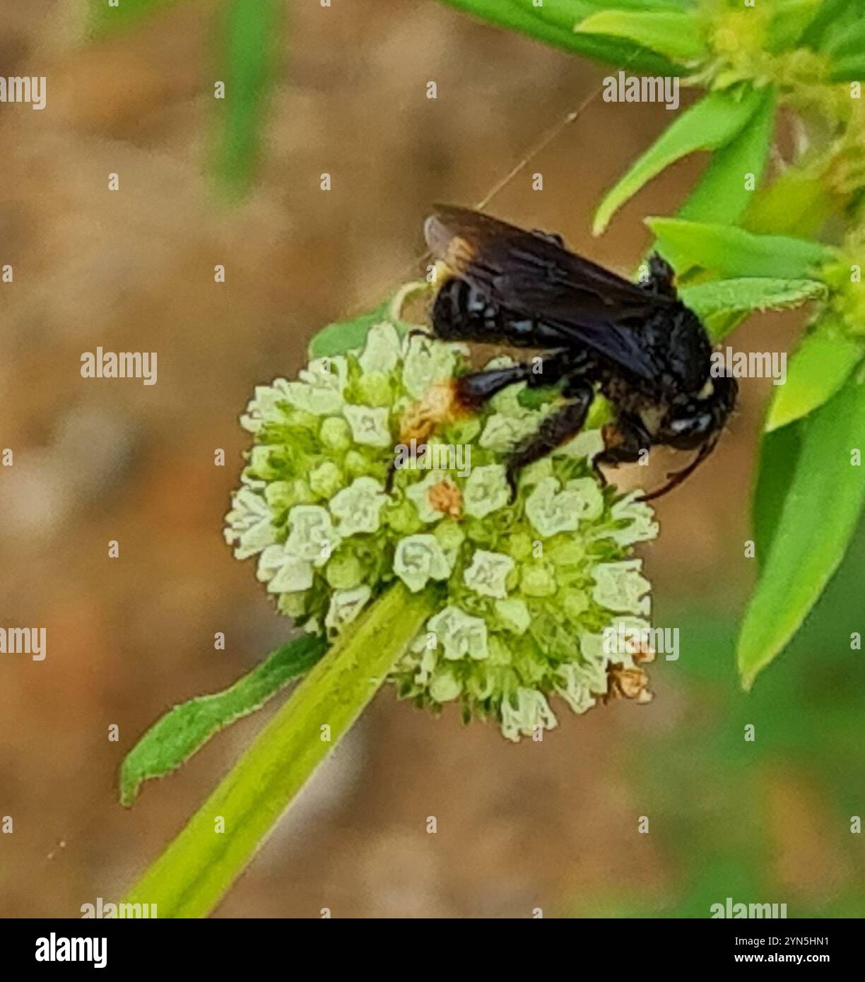 Apine Bees (Apinae Stock Photo - Alamy