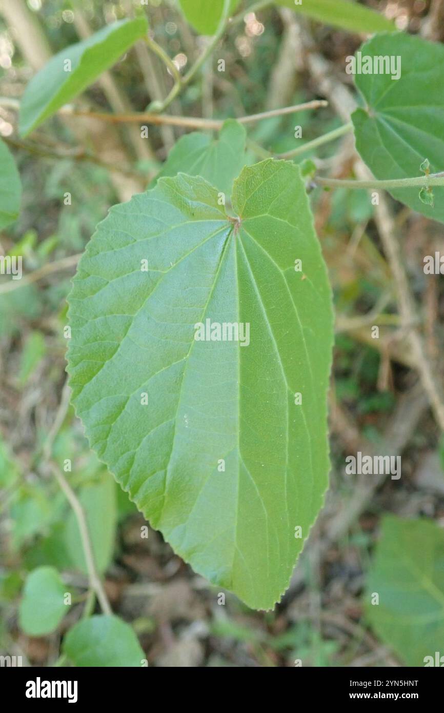 Round-Leaved Wild-Mulberry (Trimeria grandifolia grandifolia Stock ...