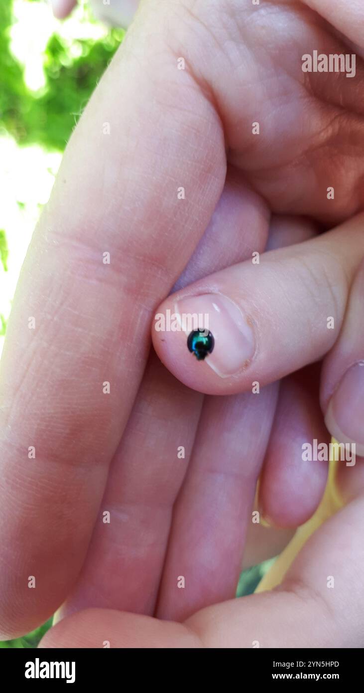 Steelblue Lady Beetle (Halmus chalybeus Stock Photo - Alamy