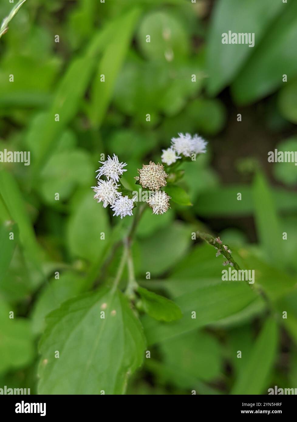 billygoat weed (Ageratum conyzoides Stock Photo - Alamy
