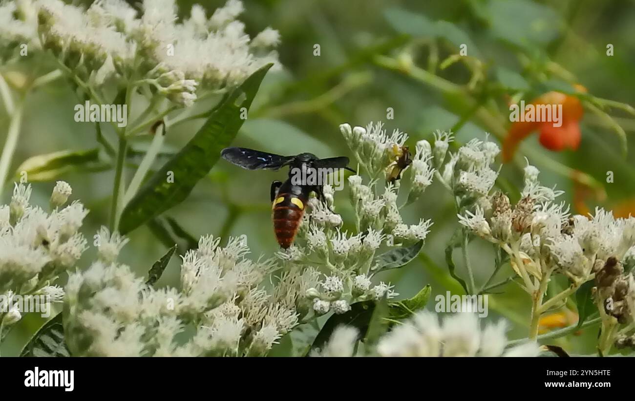 Two-spotted Scoliid Wasp (Scolia dubia dubia Stock Photo - Alamy