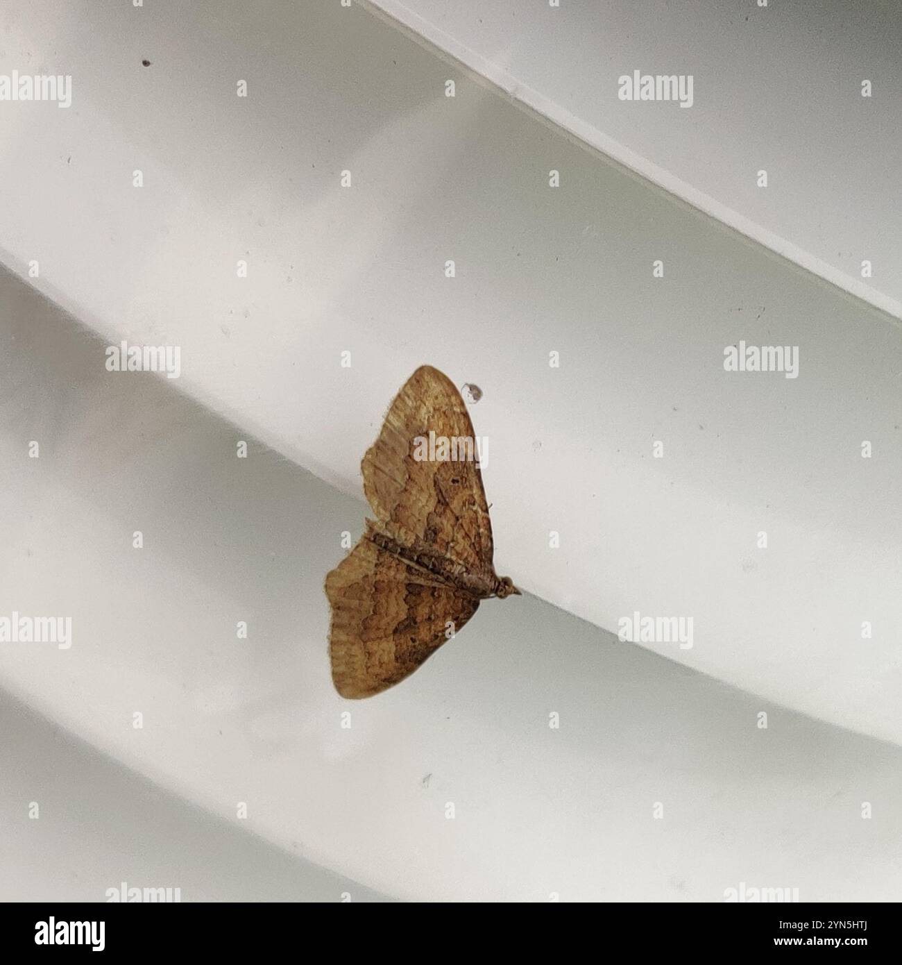 Gem Moth (Orthonama obstipata Stock Photo - Alamy