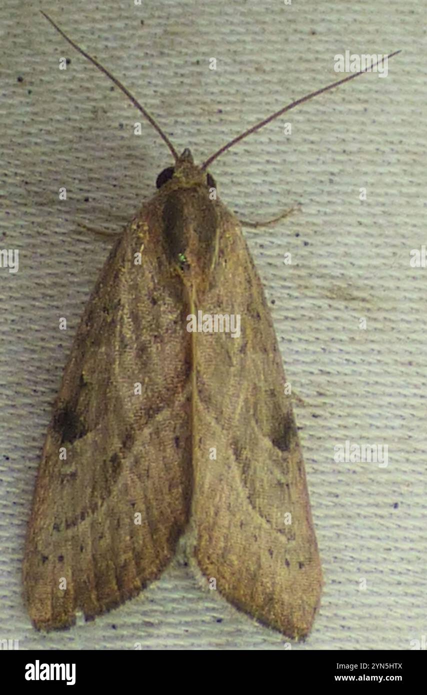 Wedgling Moth (Galgula partita Stock Photo - Alamy