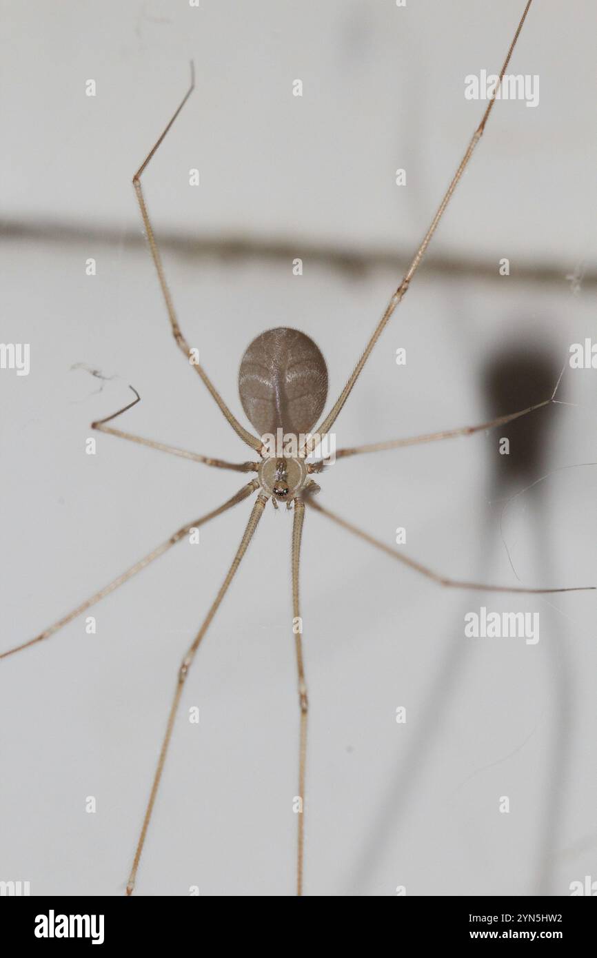 Common Cellar Spiders (Pholcus Stock Photo - Alamy