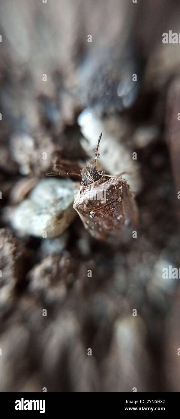White-spotted Stink Bug (Eysarcoris ventralis Stock Photo - Alamy