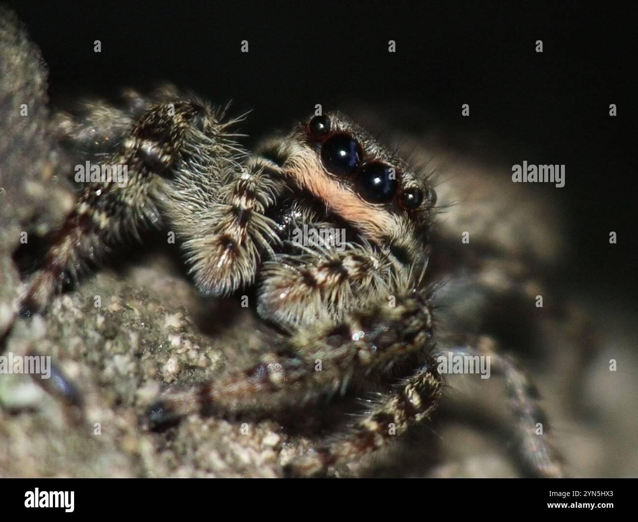 Fencepost jumping spider (Marpissa muscosa Stock Photo - Alamy