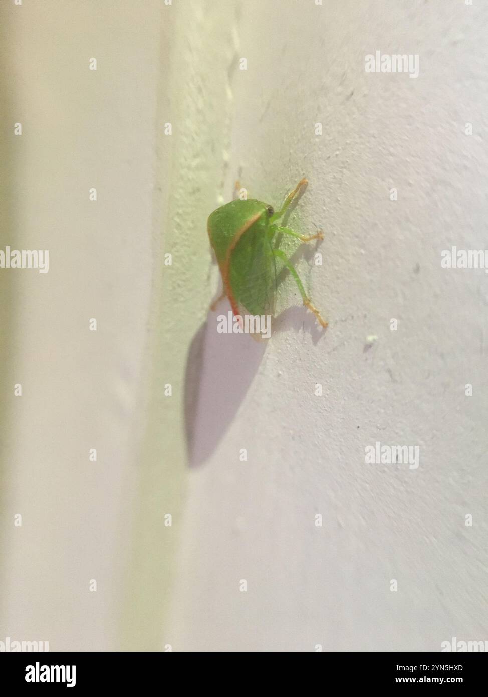 Three-cornered Alfalfa Hopper (Spissistilus festinus Stock Photo - Alamy