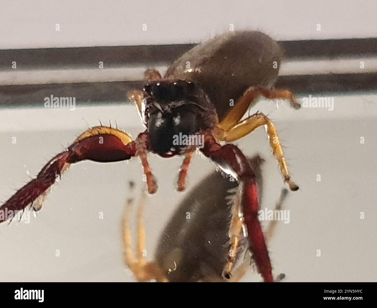 Black-headed Jumping Spider (Trite planiceps Stock Photo - Alamy