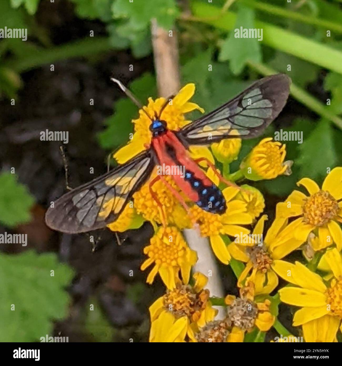 Scarlet-bodied Wasp Moth (Cosmosoma myrodora Stock Photo - Alamy