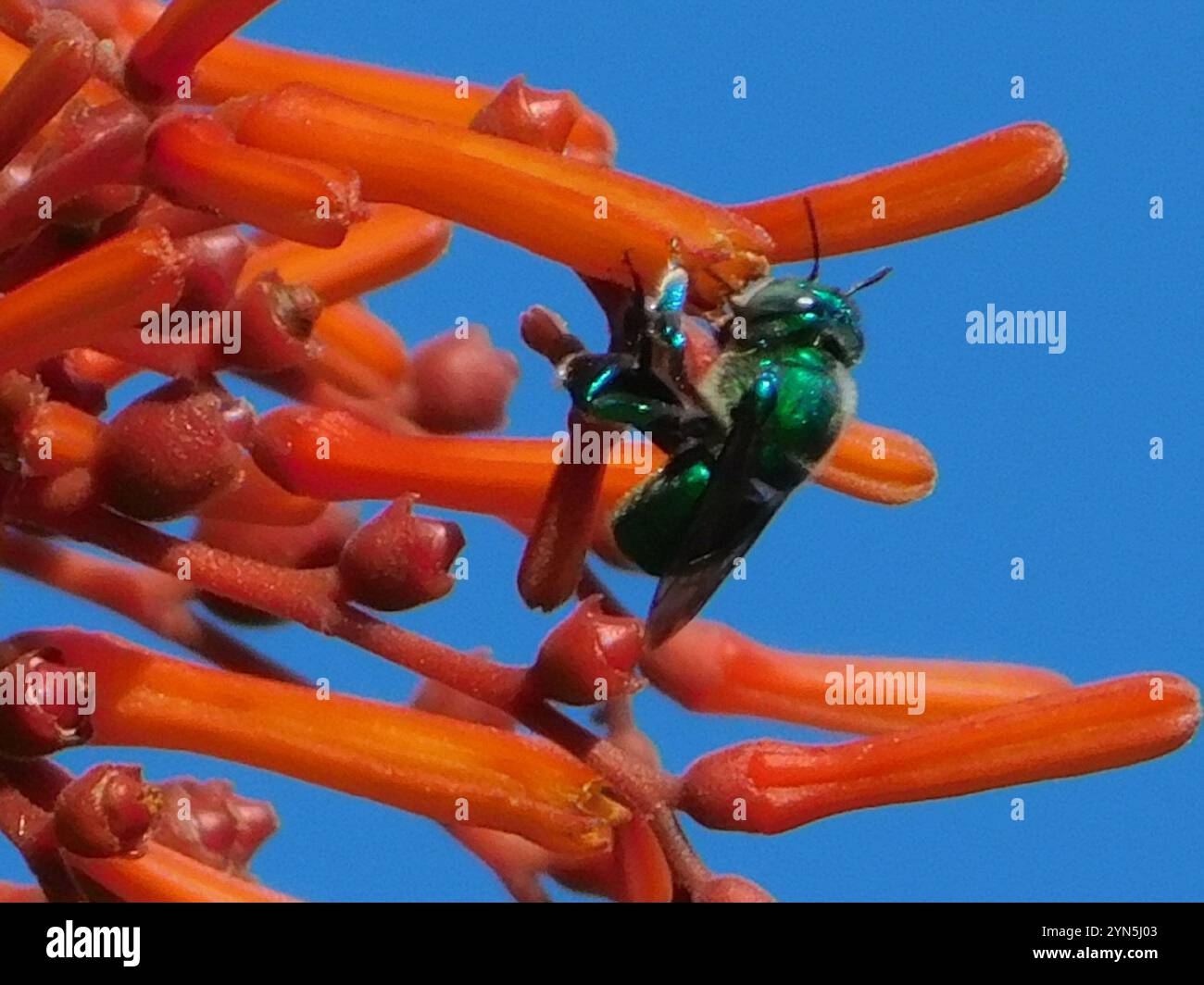 Dilemma Orchid Bee (Euglossa dilemma Stock Photo - Alamy