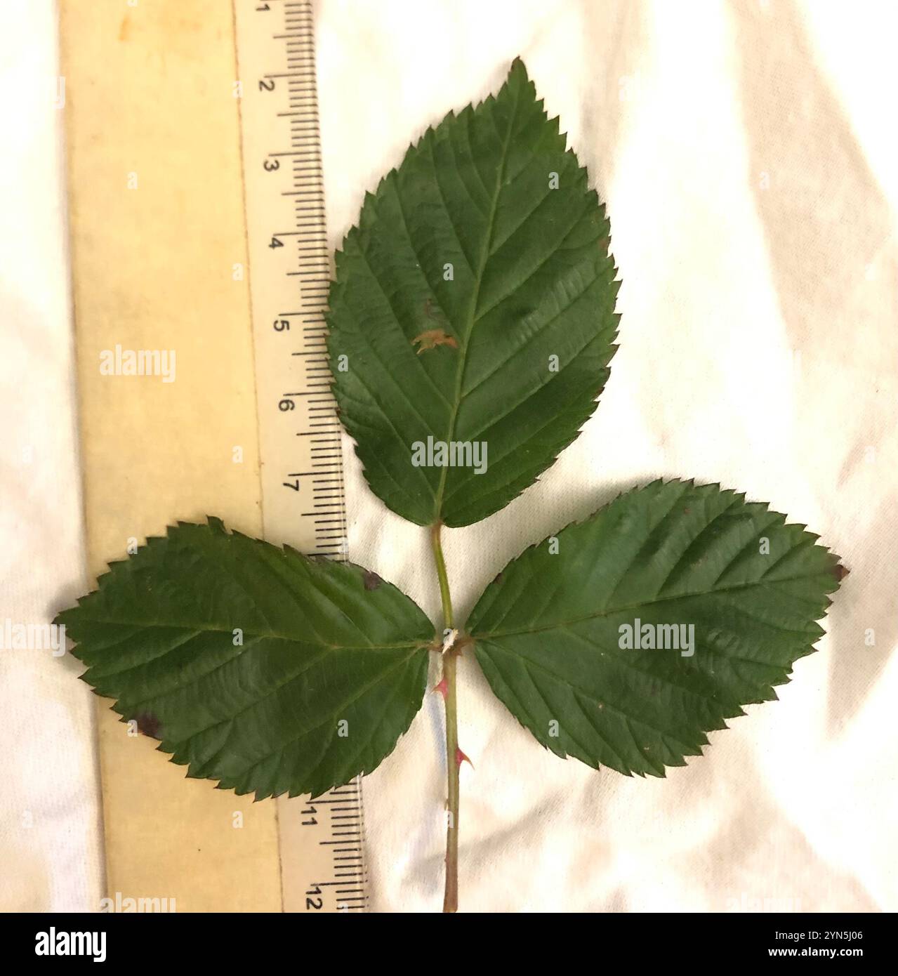 Pensilvanicus hi-res stock photography and images - Alamy