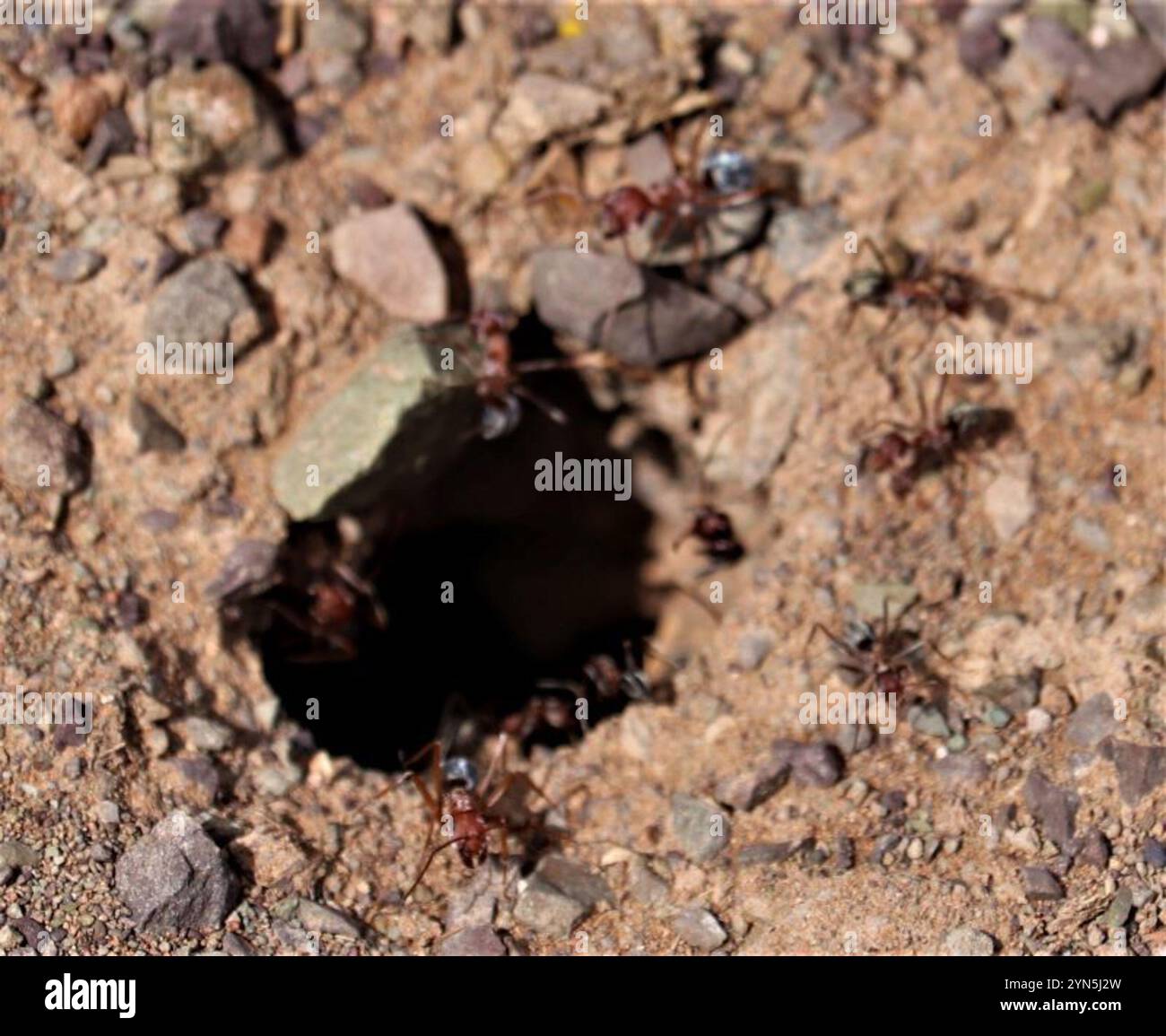 Large Pugnacious Ant (Anoplolepis custodiens Stock Photo - Alamy