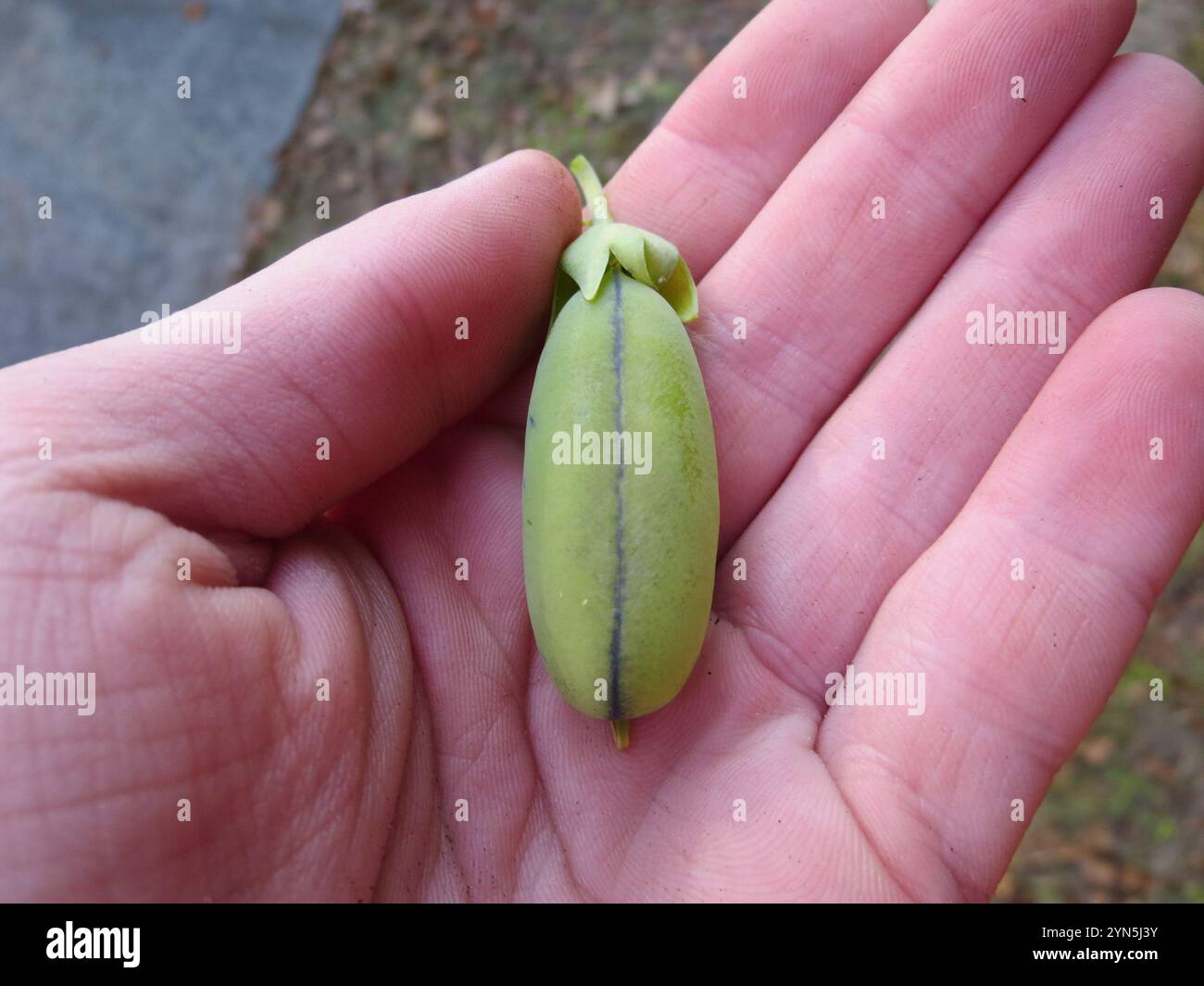 Showy Rattlebox (Crotalaria spectabilis Stock Photo - Alamy