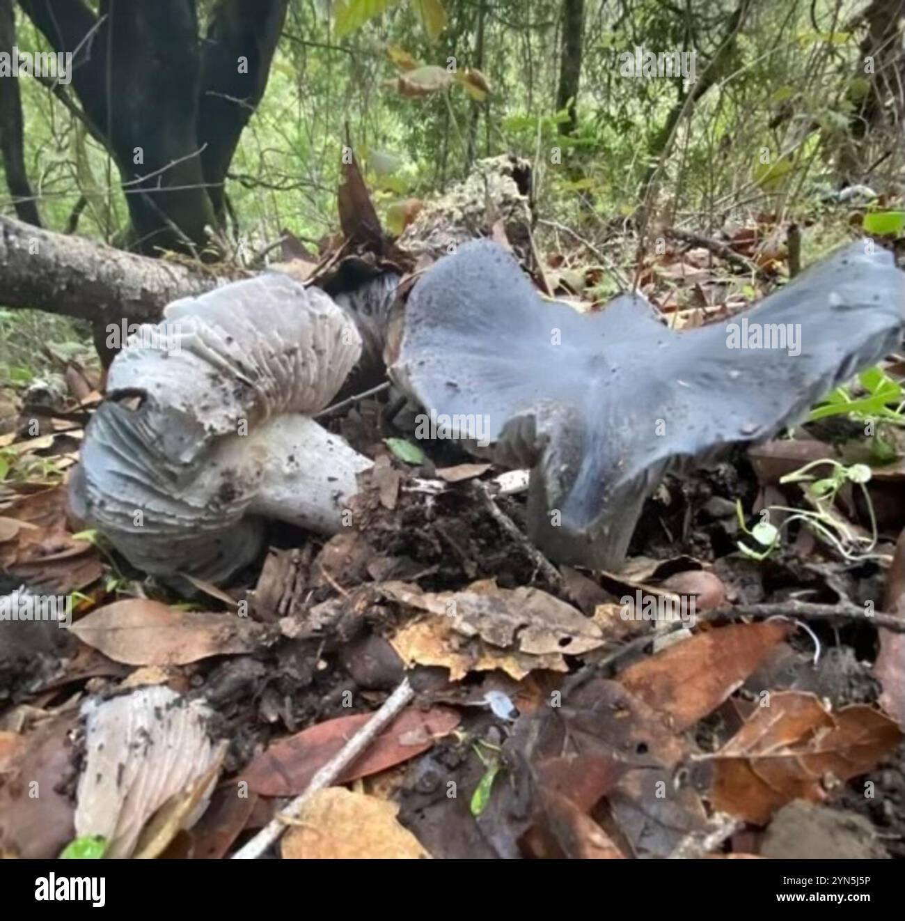 Midnight Entoloma (Entoloma medianox Stock Photo - Alamy