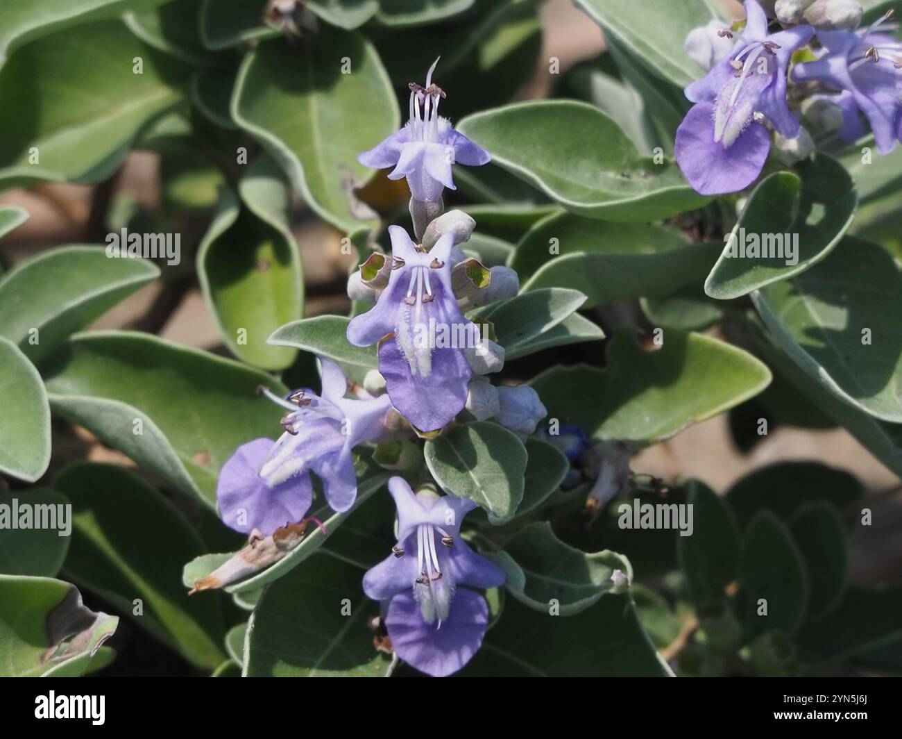 Beach Vitex (Vitex rotundifolia Stock Photo - Alamy