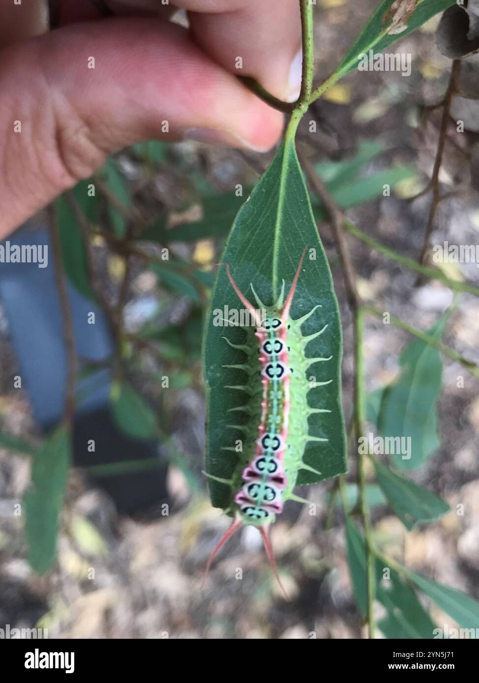 Quadriguttata hi-res stock photography and images - Alamy