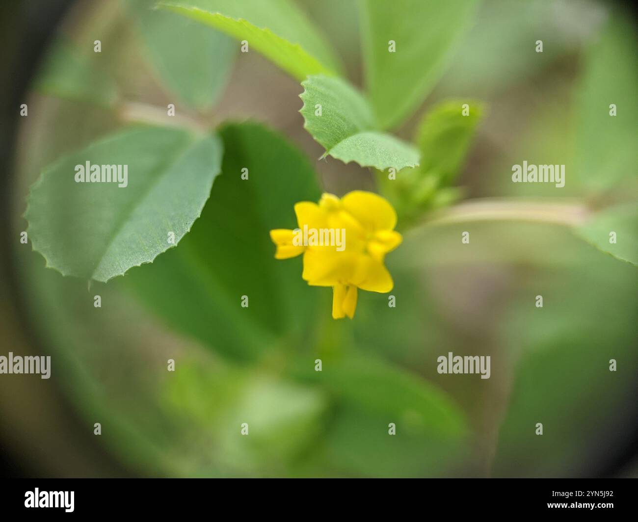 bur clover (Medicago polymorpha Stock Photo - Alamy