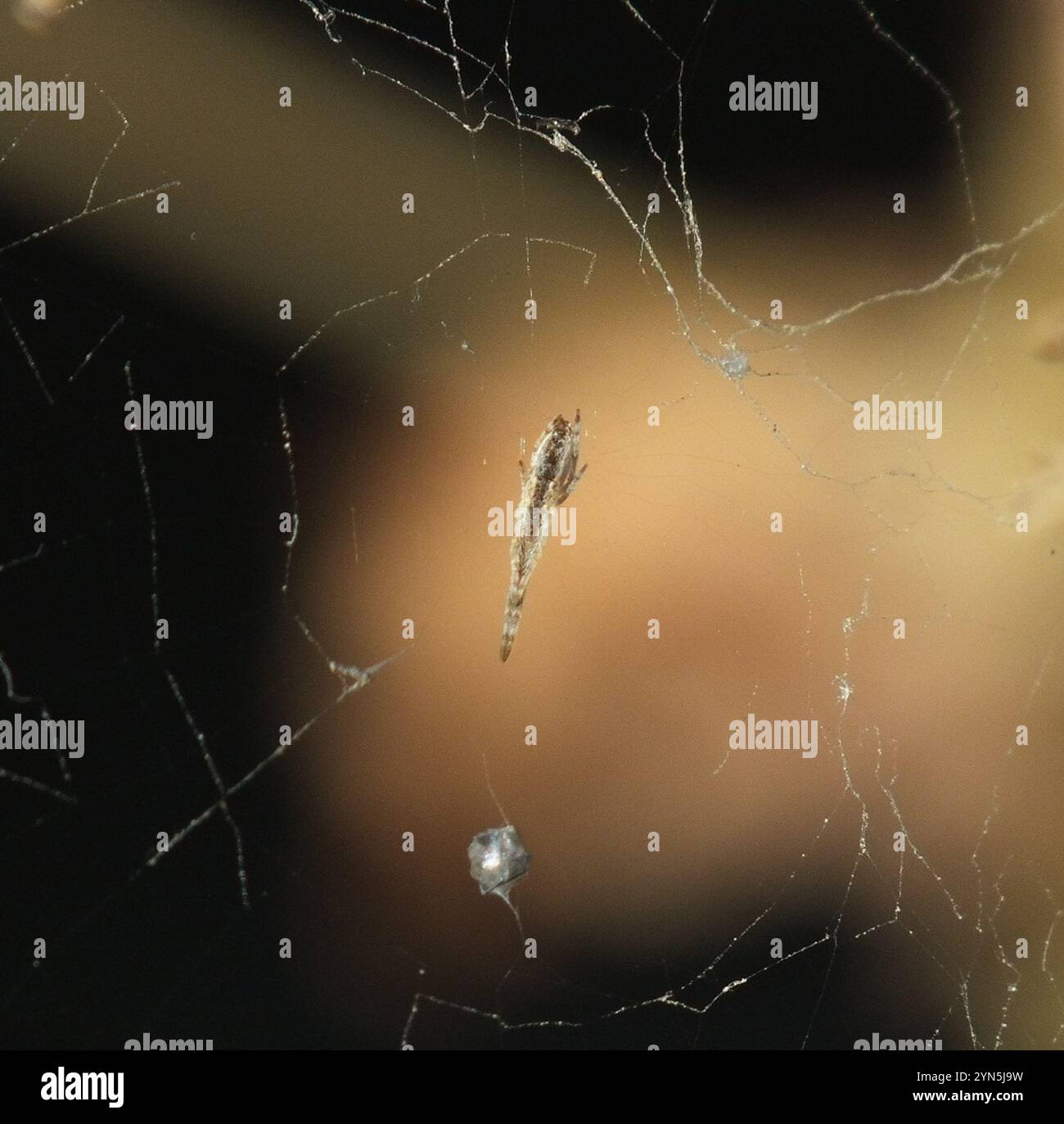 Walckenaer's Feather-legged Spider (Uloborus walckenaerius Stock Photo ...