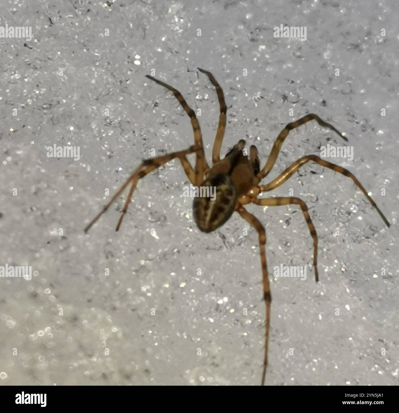 Horse-Head Spider (Stemonyphantes lineatus Stock Photo - Alamy