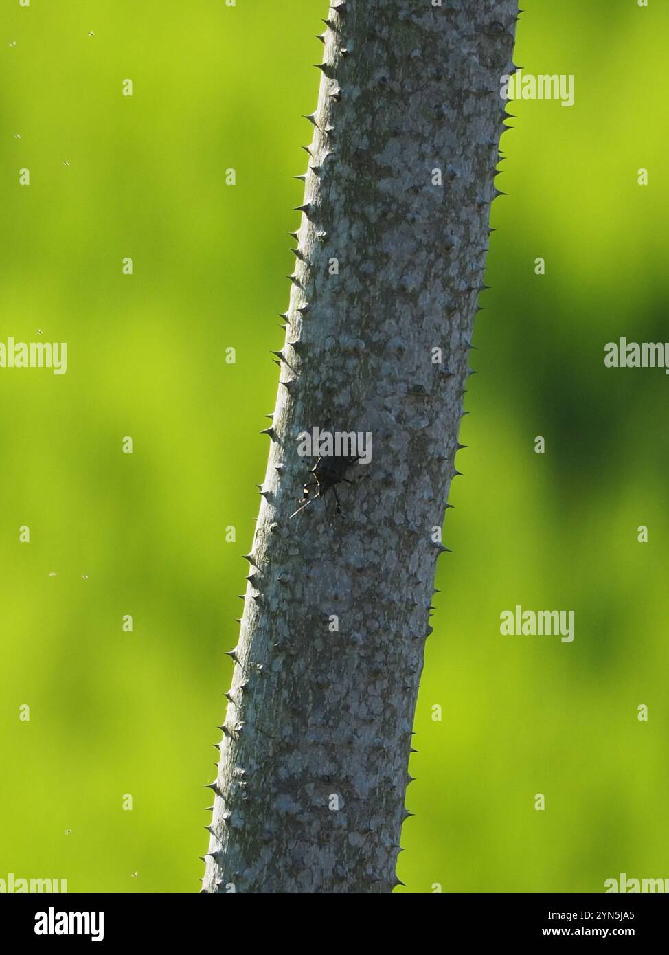 Japanese Prickly Ash (Zanthoxylum ailanthoides Stock Photo - Alamy