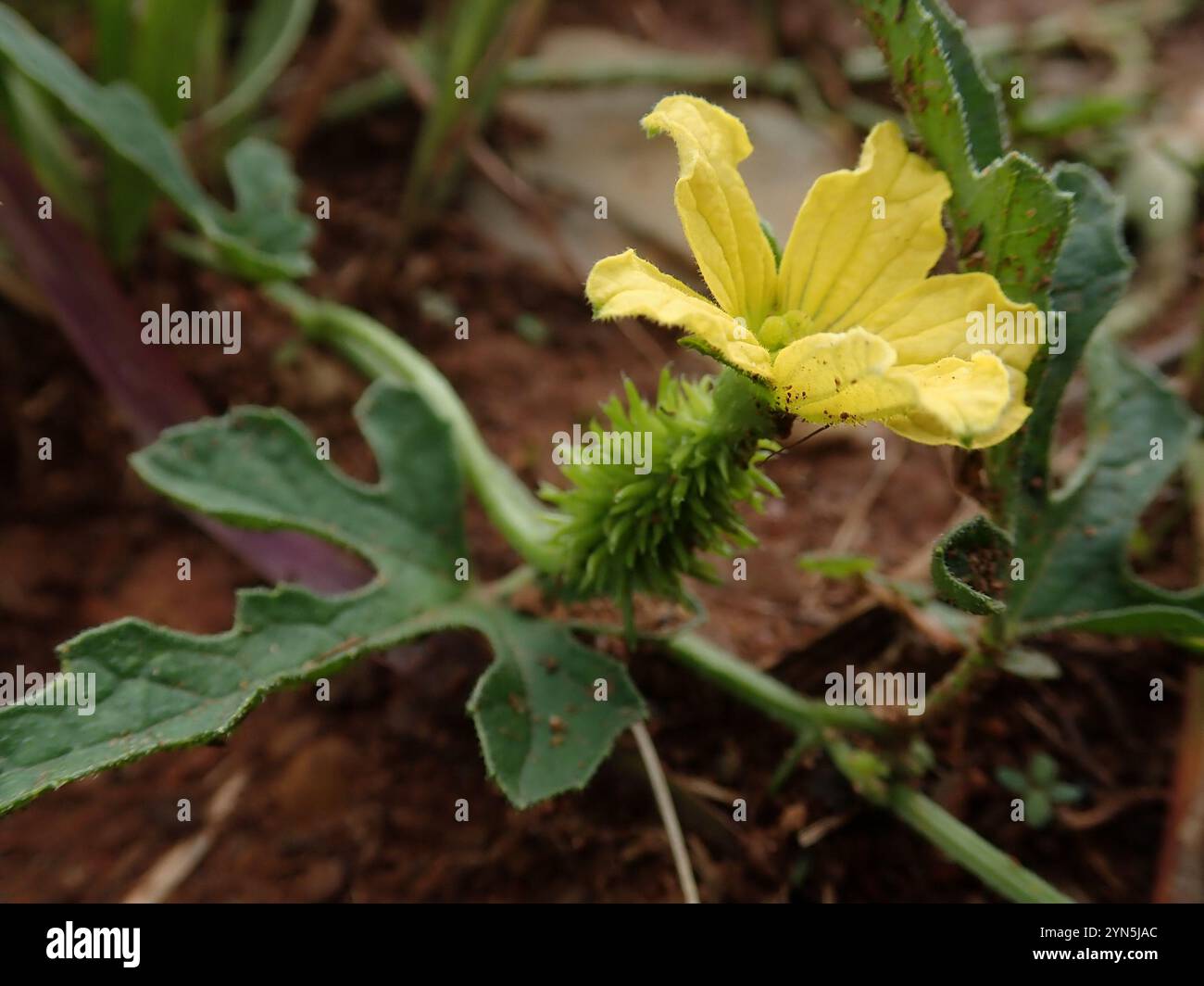 South African Spiny Cucumber (Cucumis zeyheri Stock Photo - Alamy