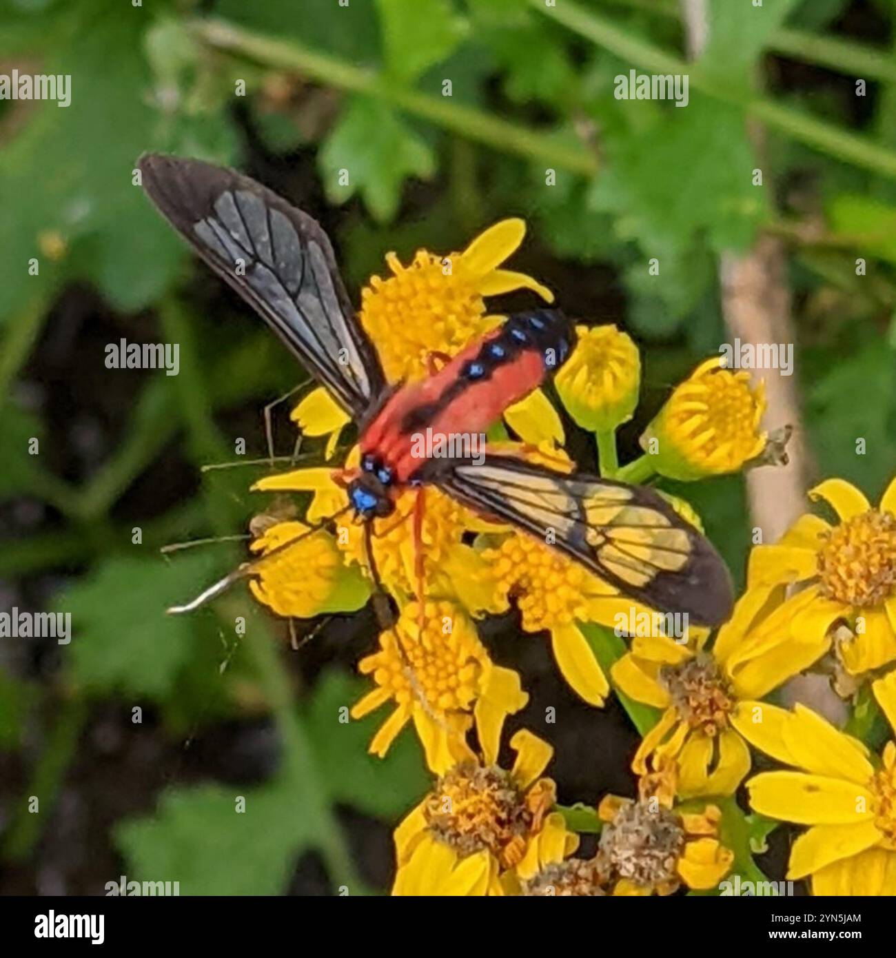 Scarlet-bodied Wasp Moth (Cosmosoma myrodora Stock Photo - Alamy