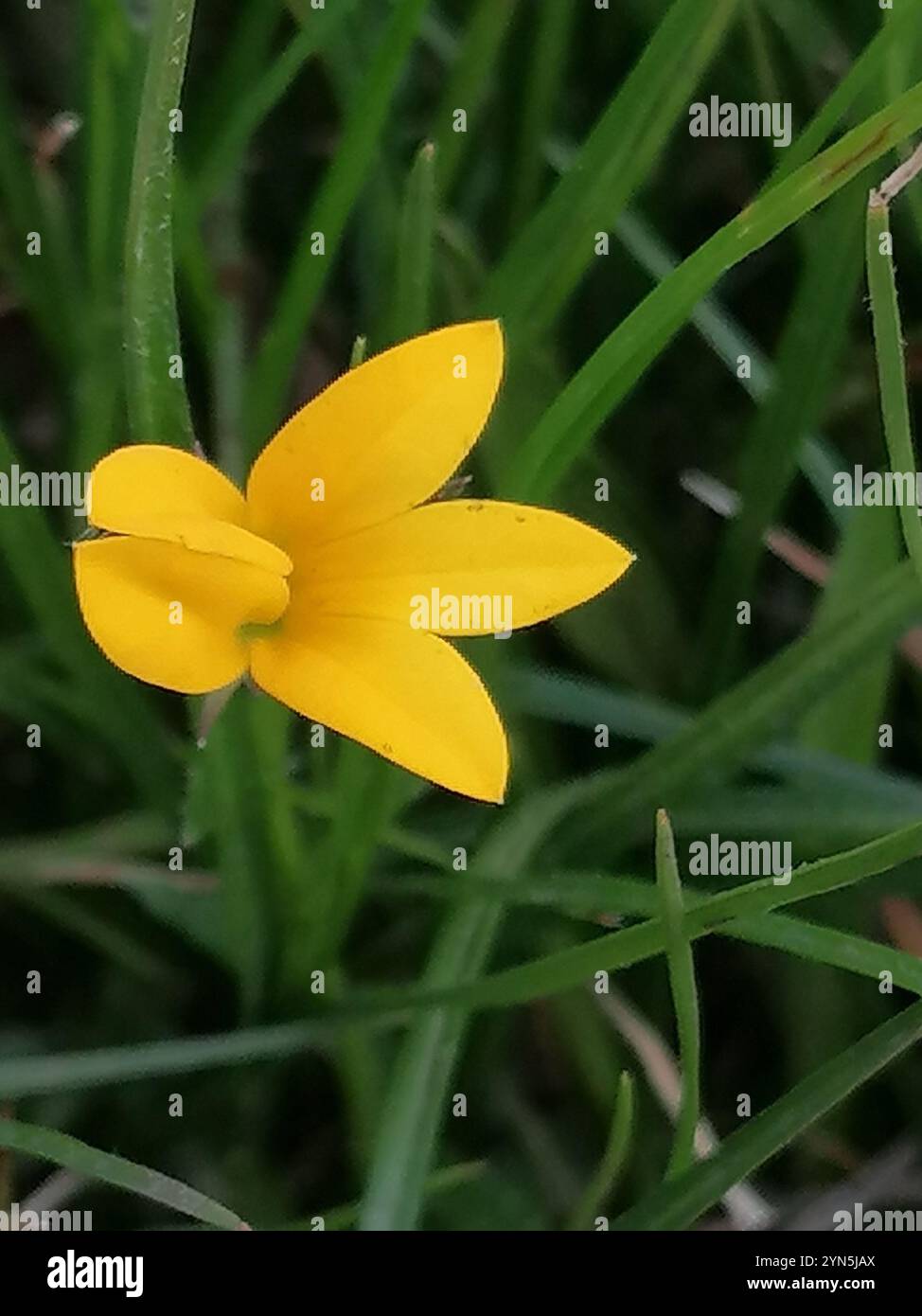 Yellow Oneye (Monopsis lutea Stock Photo - Alamy