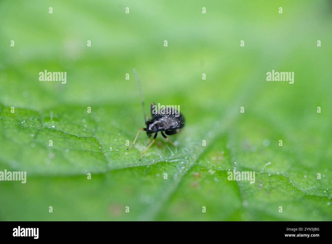 Garden Fleahopper (Microtechnites bractatus Stock Photo - Alamy