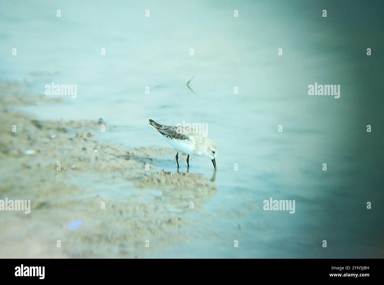 Western Sandpiper (Calidris mauri Stock Photo - Alamy