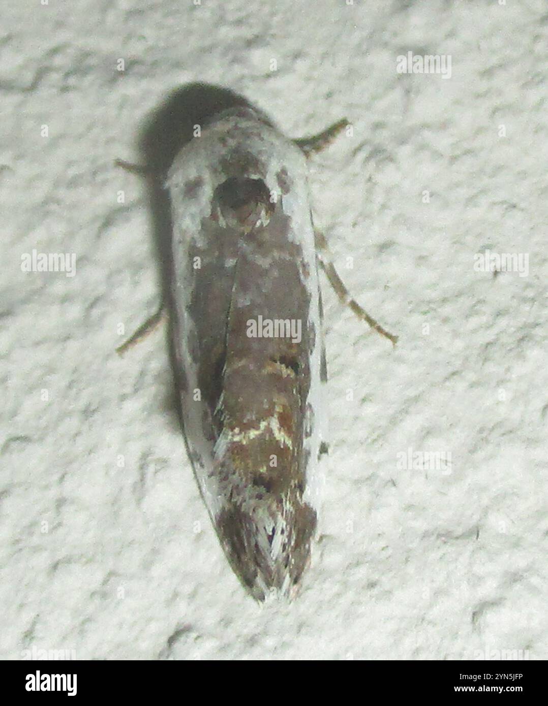 Acontia hi-res stock photography and images - Alamy