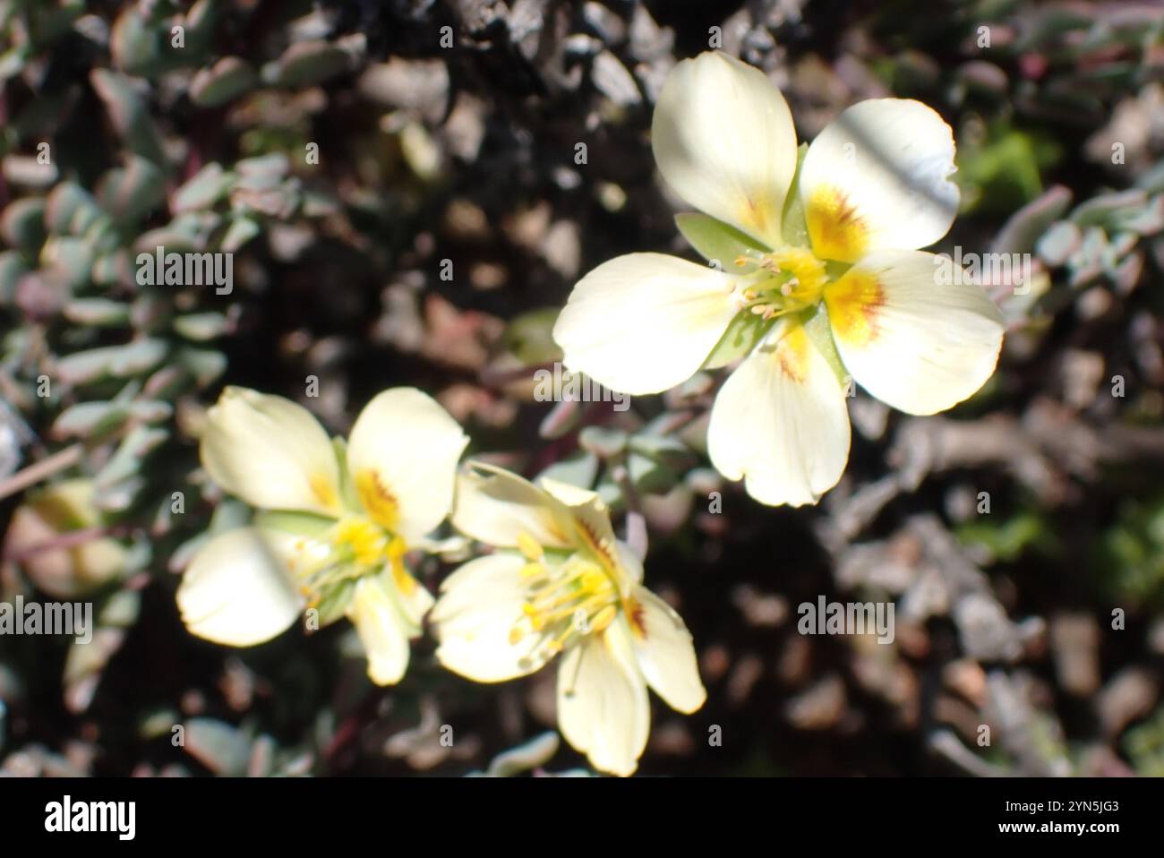 Smooth Twinleaf (Roepera fulva Stock Photo - Alamy
