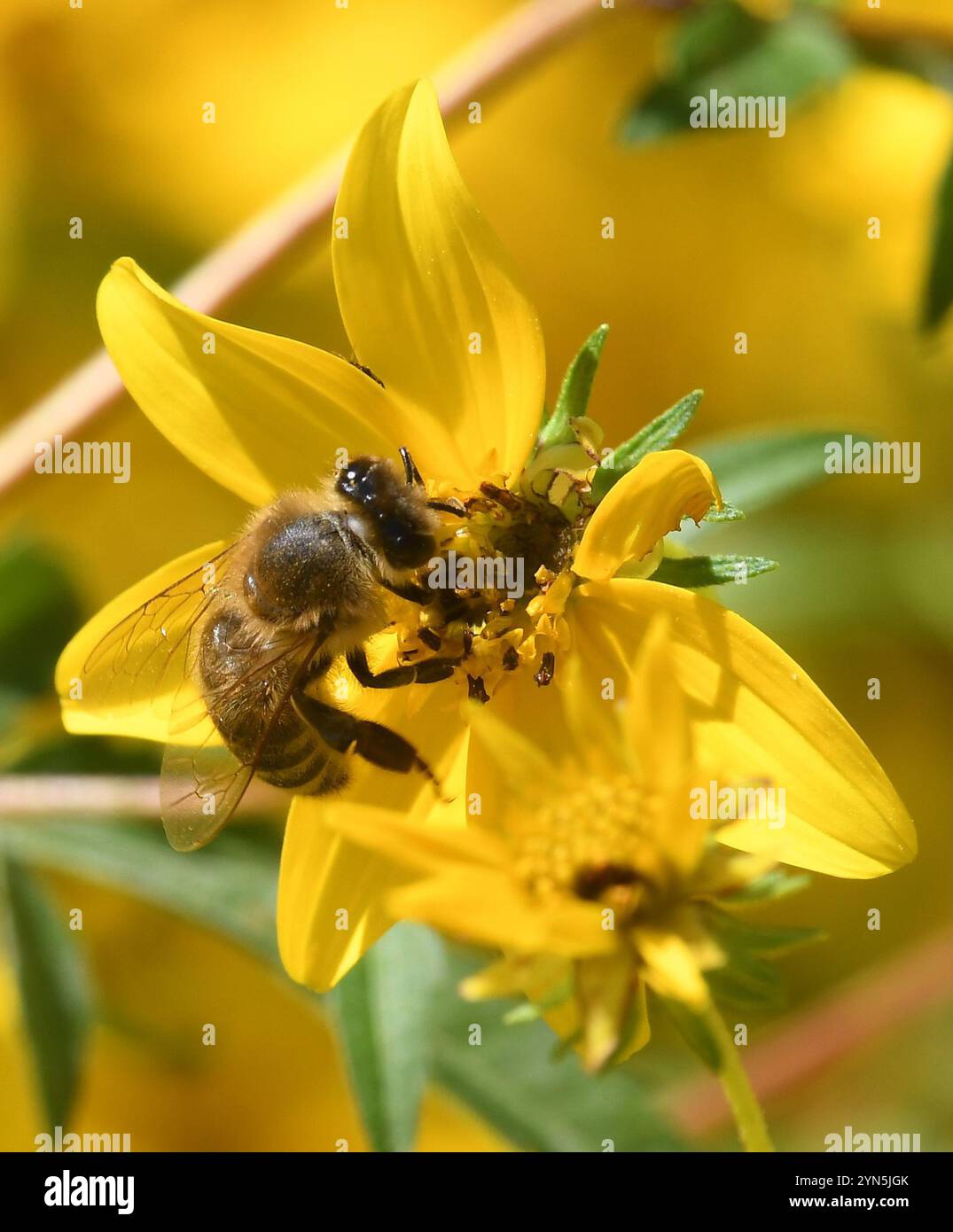 Western Honey Bee (Apis mellifera Stock Photo - Alamy