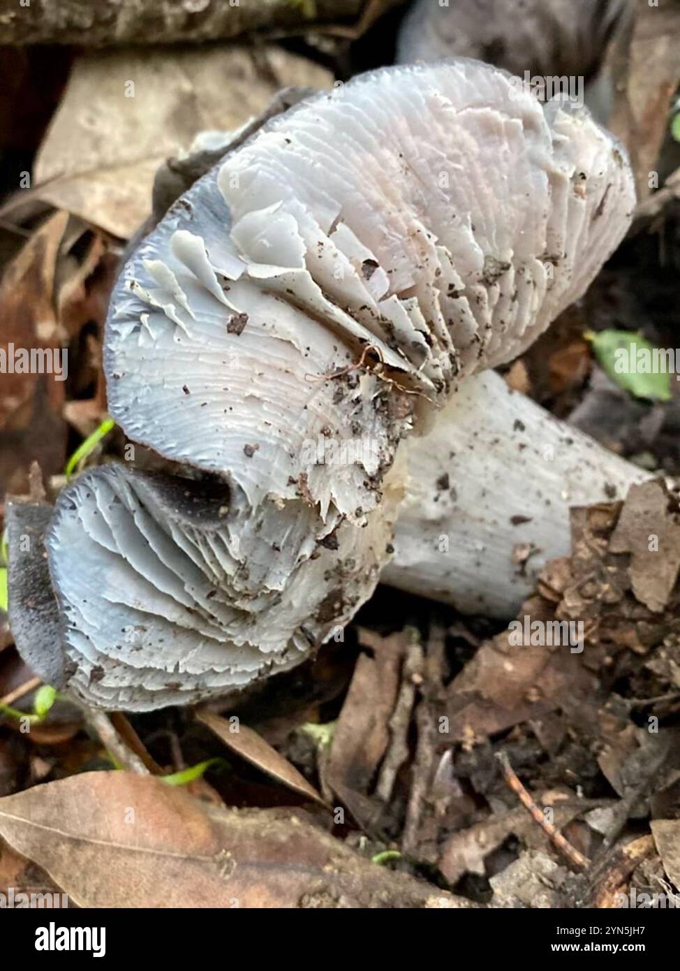 Midnight Entoloma (Entoloma medianox Stock Photo - Alamy