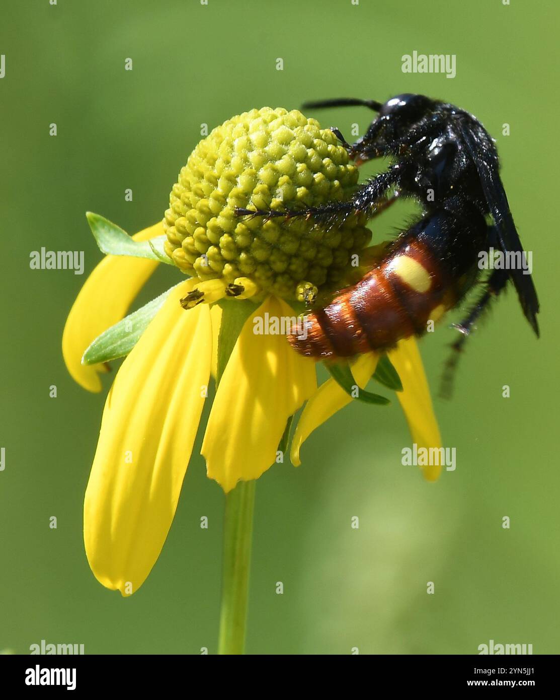 Blue-winged Scoliid Wasp (Scolia dubia Stock Photo - Alamy