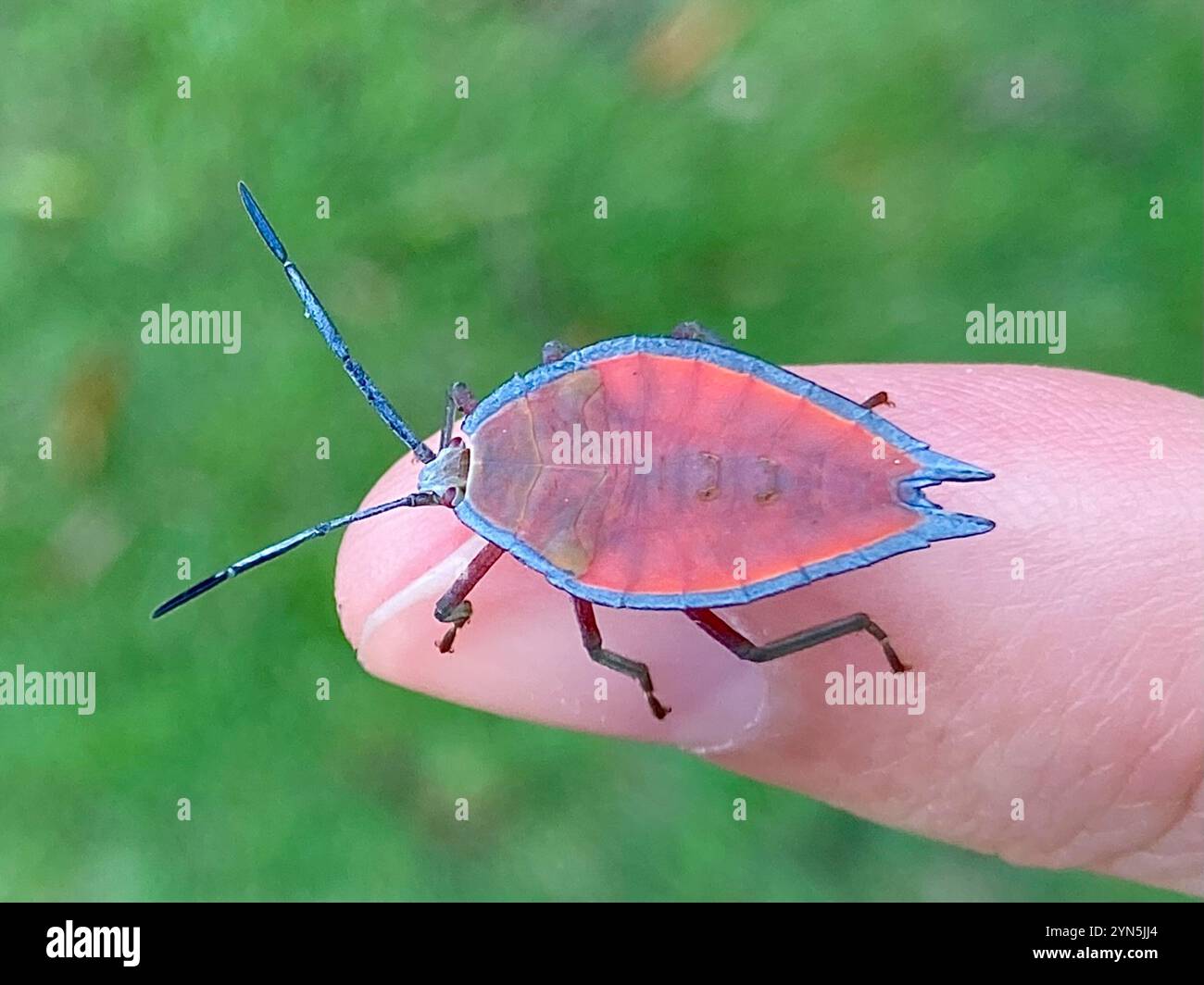 Lychee Stink Bug (Lyramorpha rosea Stock Photo - Alamy