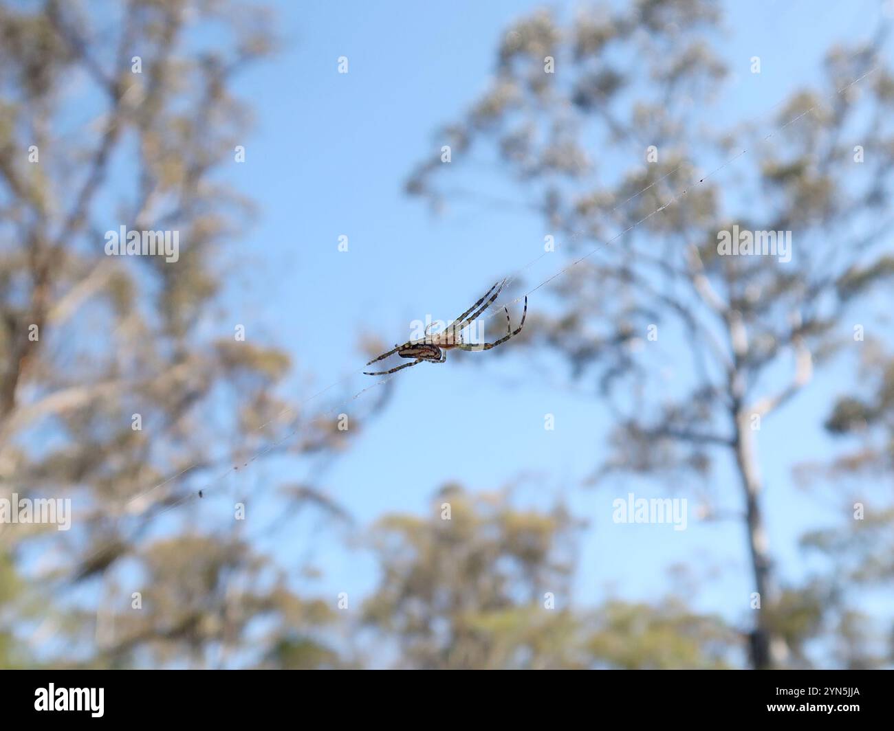 Enamelled spider hi-res stock photography and images - Alamy